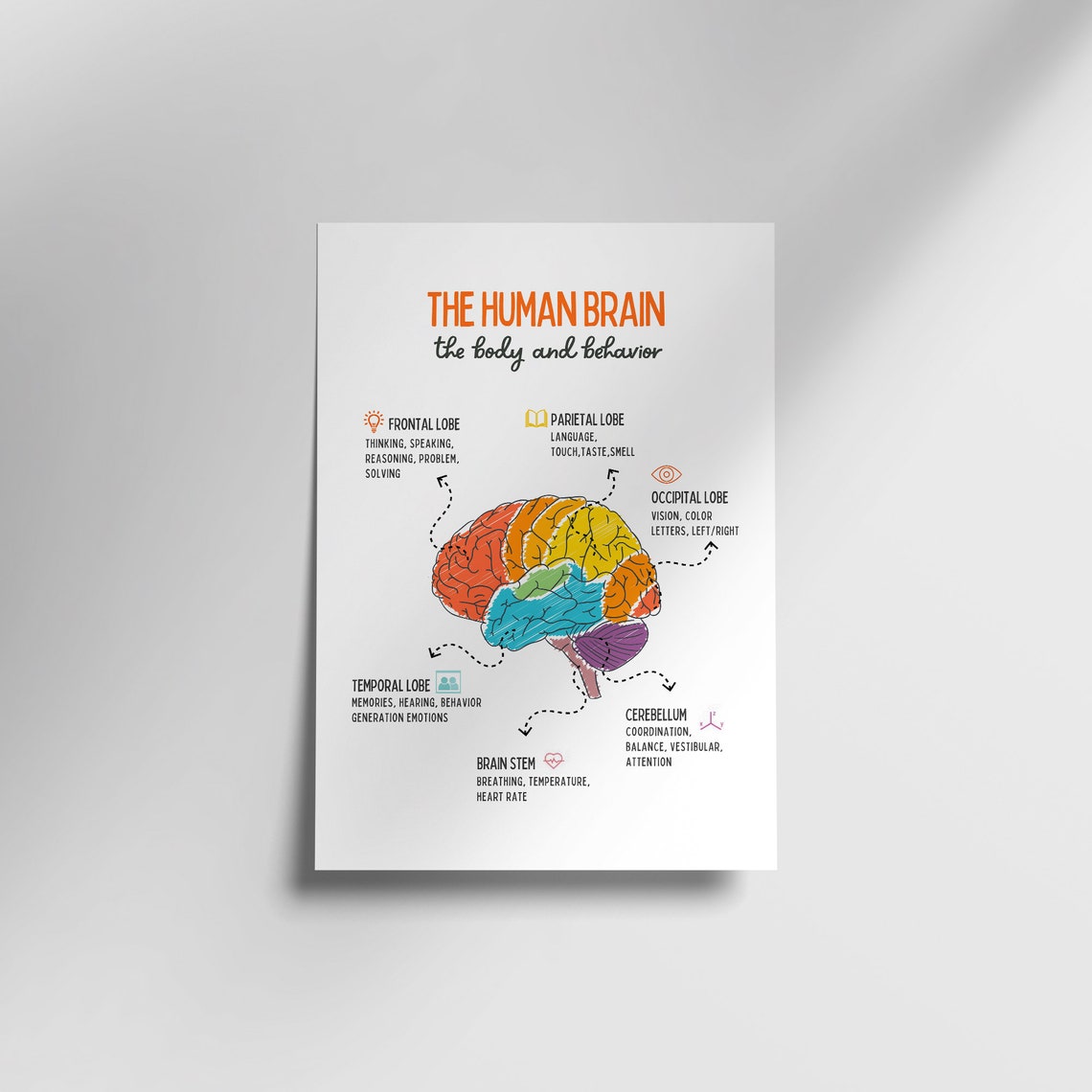 The Human Brain Poster | Brain Anatomy, Psychology, Therapy Office ...