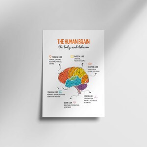 The Human Brain Poster | Brain Anatomy, Psychology, Therapy Office ...