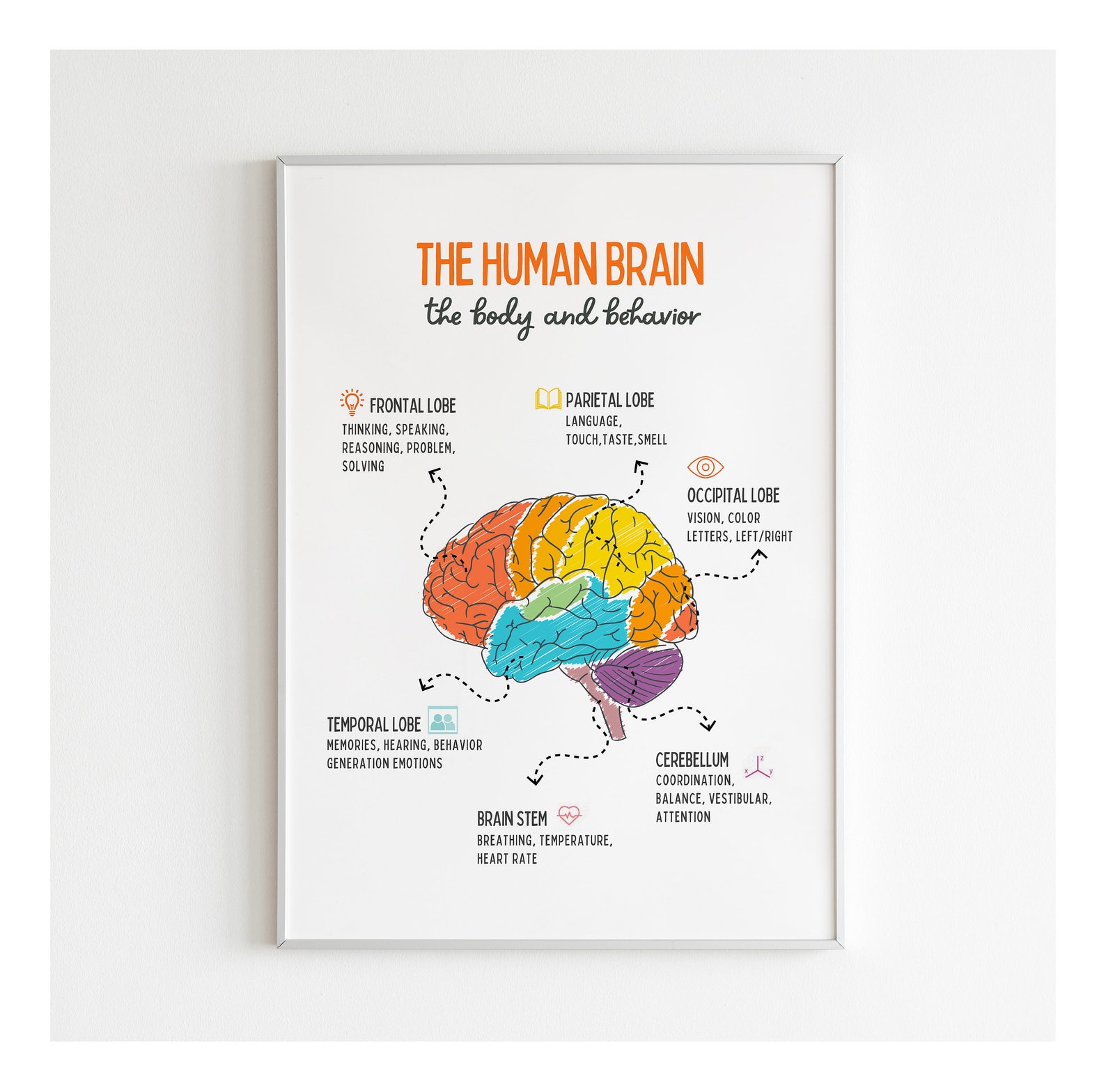 The Human Brain Poster Brain Anatomy Psychology Therapy - Etsy
