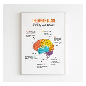 The Human Brain Poster | Brain Anatomy, Psychology, Therapy Office ...