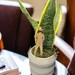 Cowboy Peeing Plant Stake/funny Plant Stake/gift Idea for Her/mother’s ...