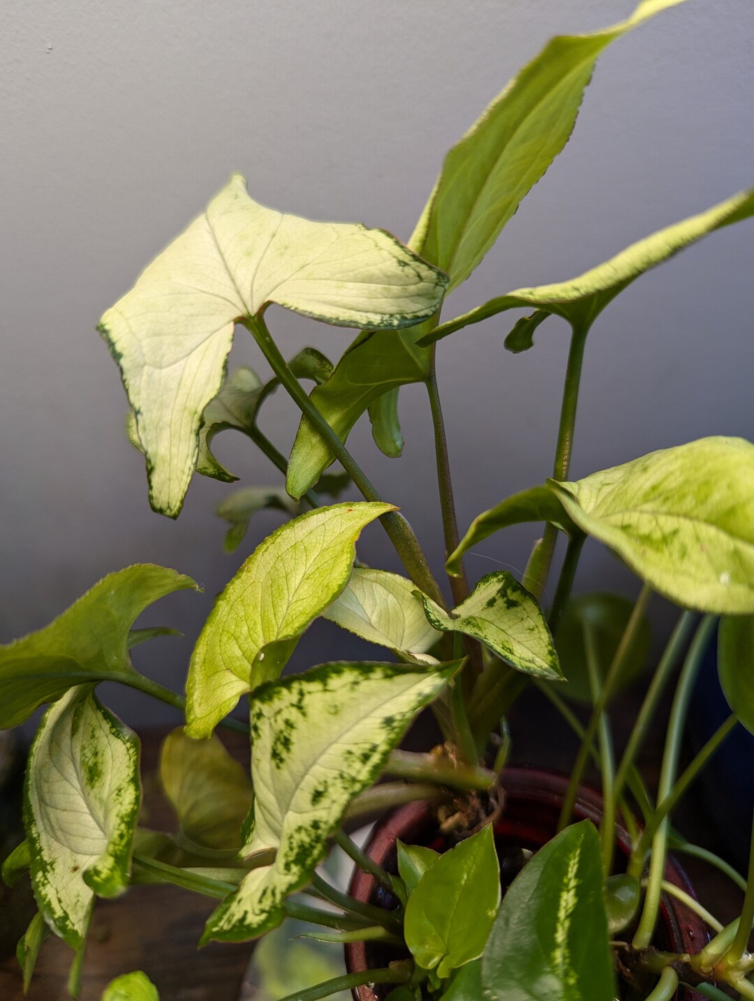 Rooted Syngonium ‘white Butterfly' Arrowhead Plant - Nephthytis - Etsy