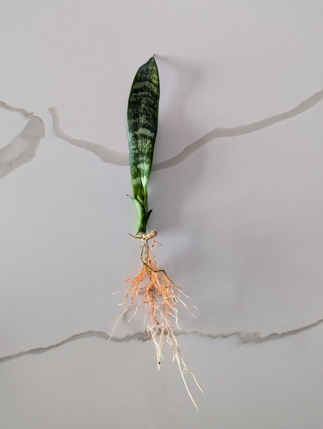 Rooted Baby Snake Plant | Sansevieria | Easy-care Houseplant Cutting - Etsy