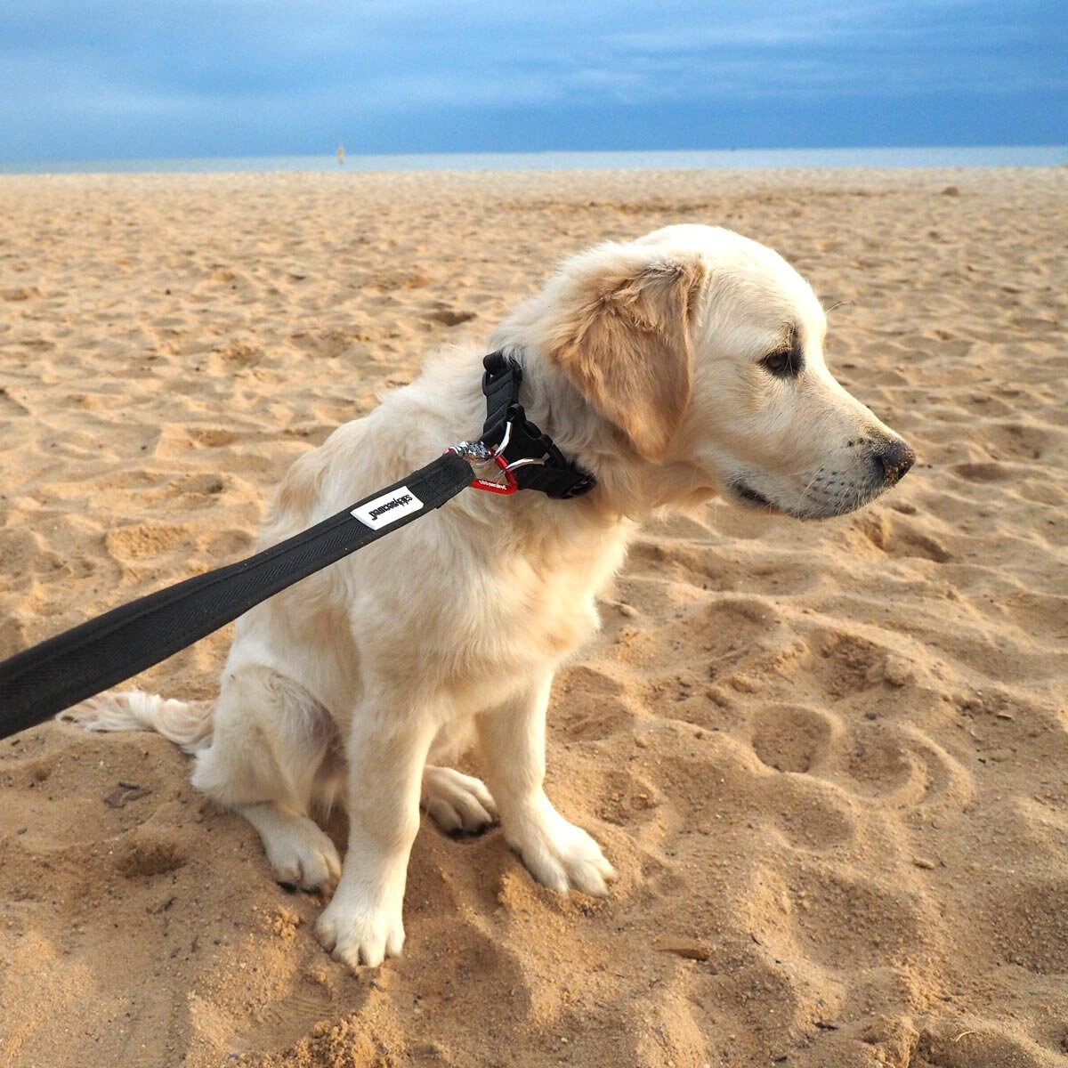 Safely Secured Anti-theft Lockable Dog Collar - Etsy