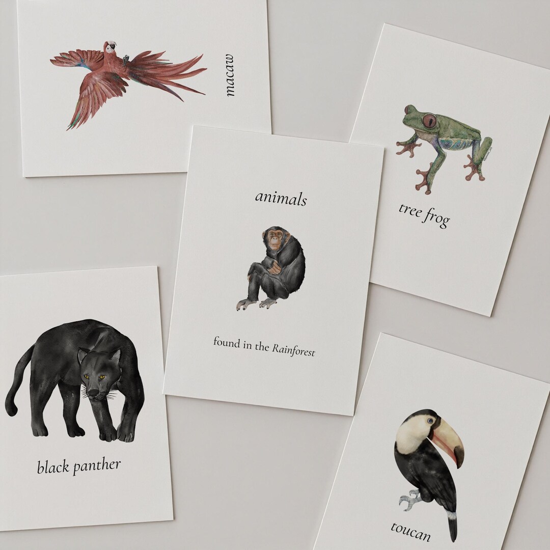 Montessori Rainforest Animal Flashcards PDF – Jungle Wildlife Printable ...