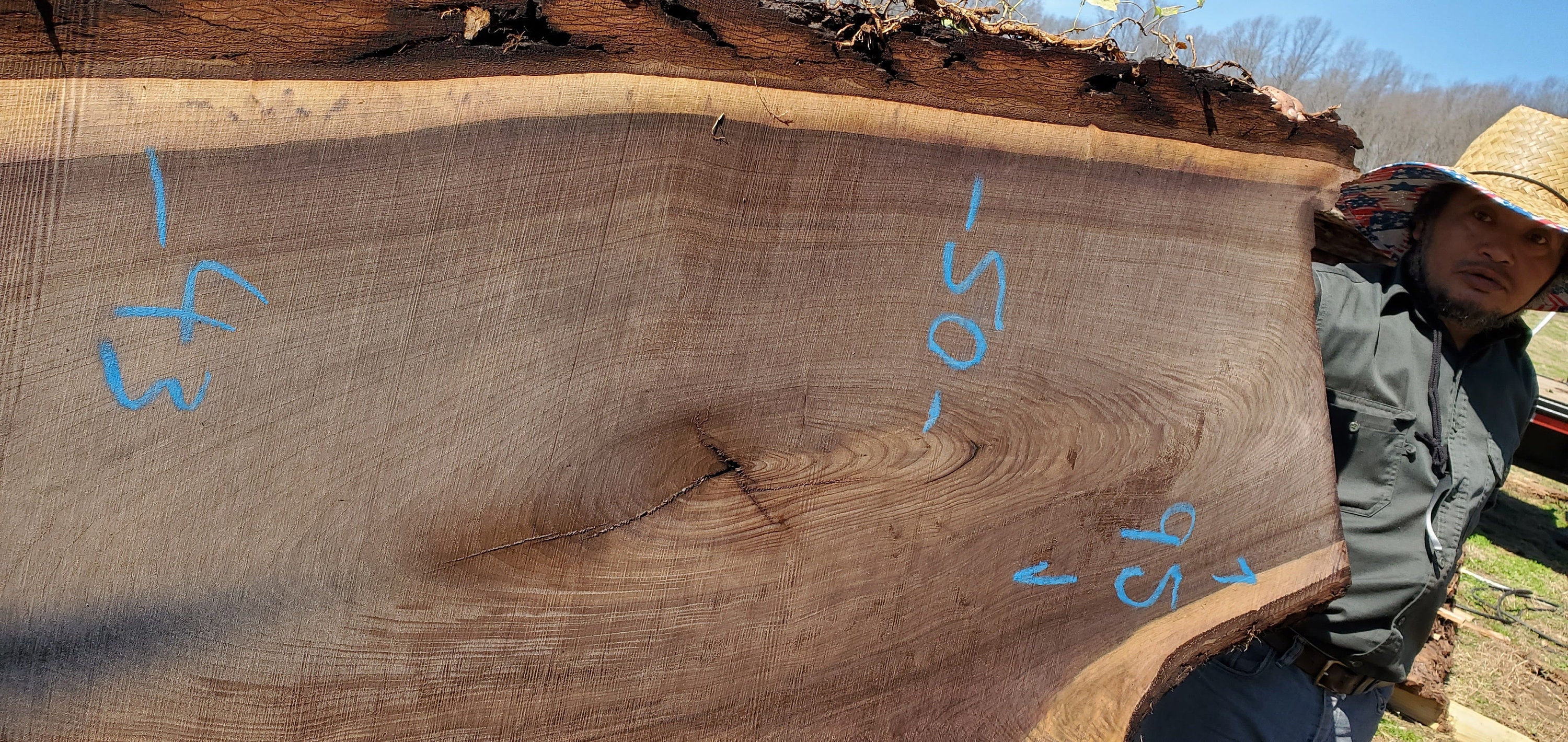 Giant Walnut 1 - Etsy