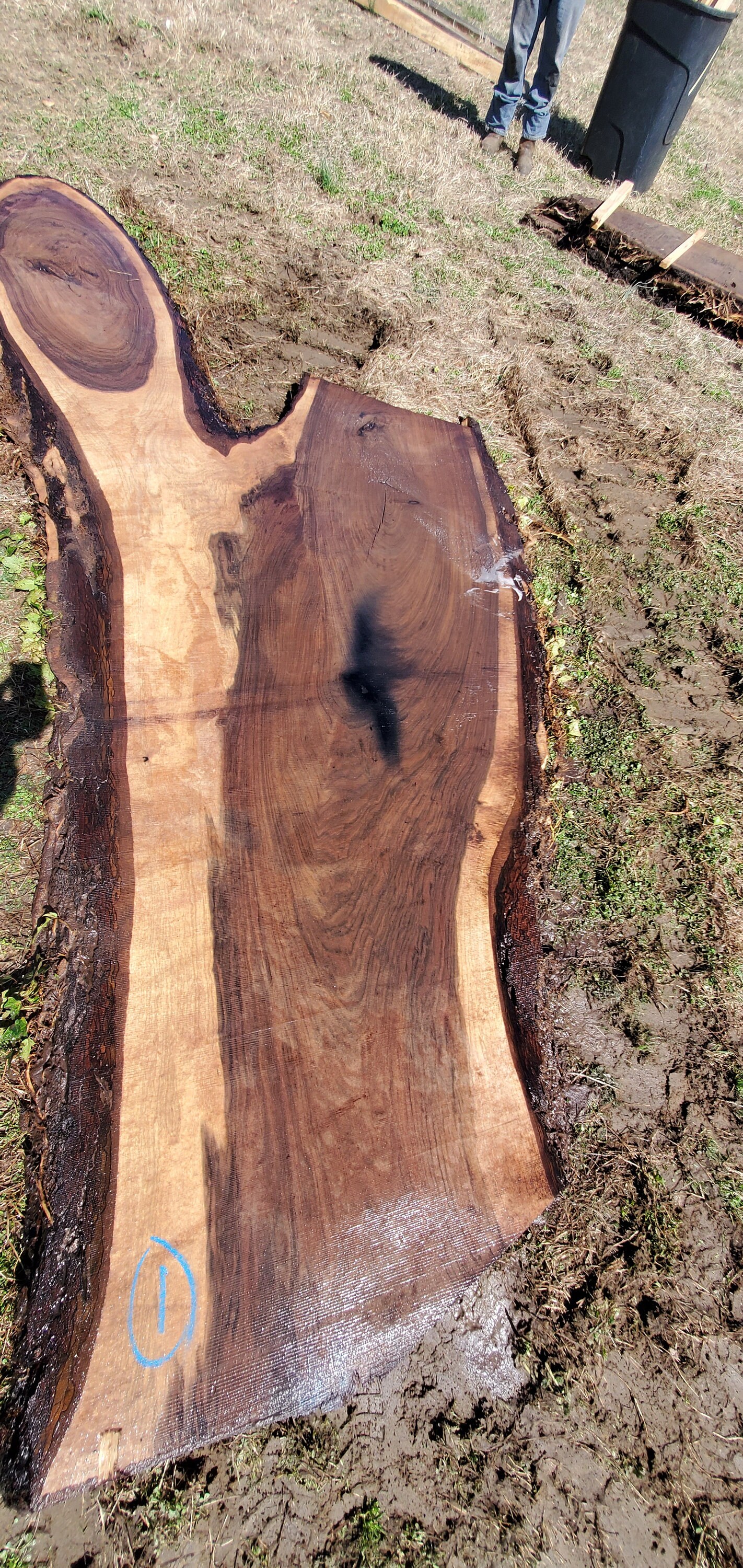 Giant Walnut 1 - Etsy