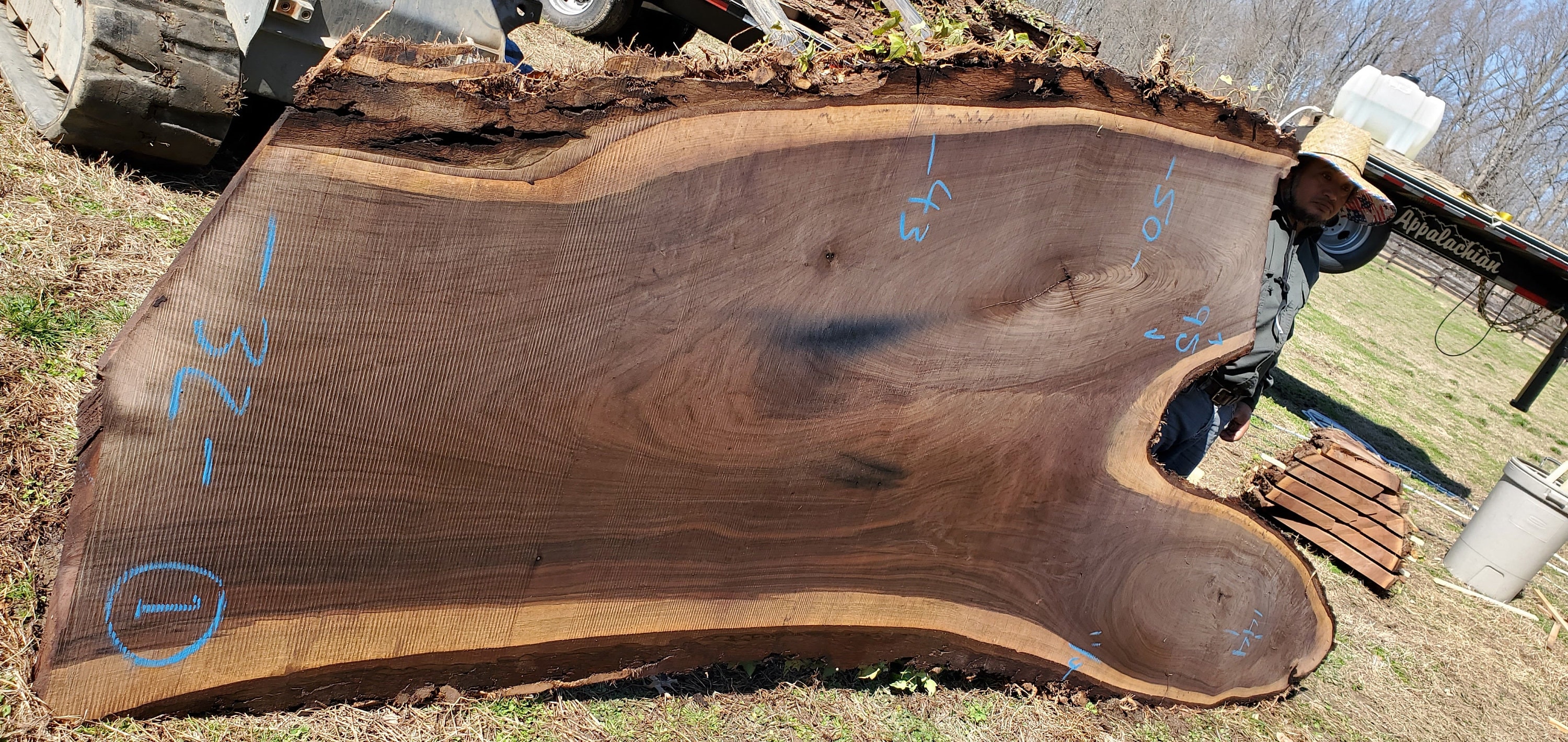 Giant Walnut 1 - Etsy