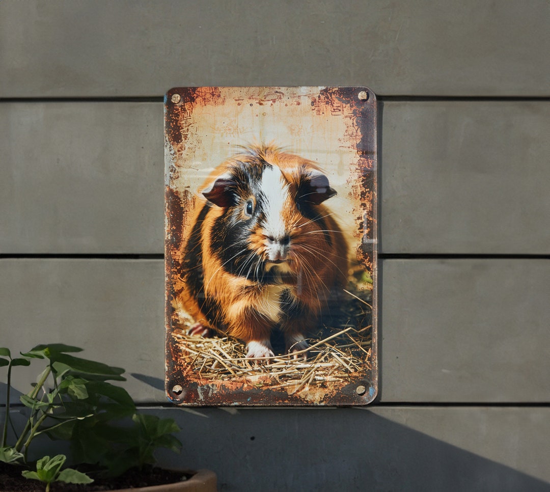 Abyssinian Guinea Pig Metal Sign, Vintage Style Decor, Wall Art, Gift ...