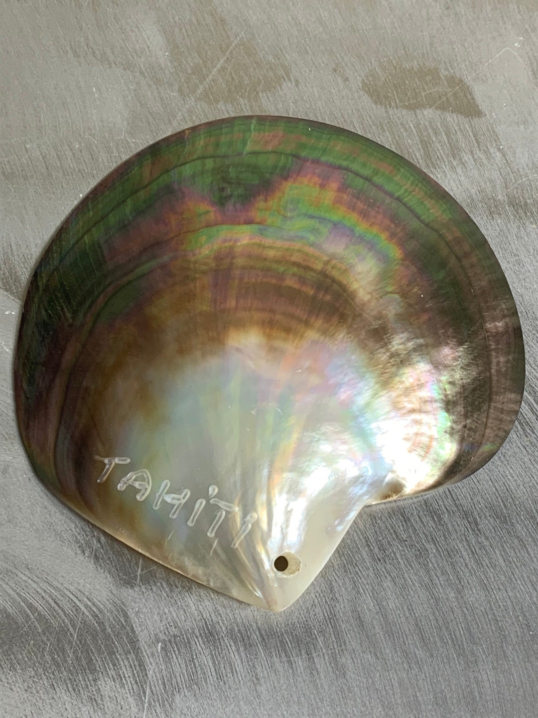 Abalone Shell - Etsy