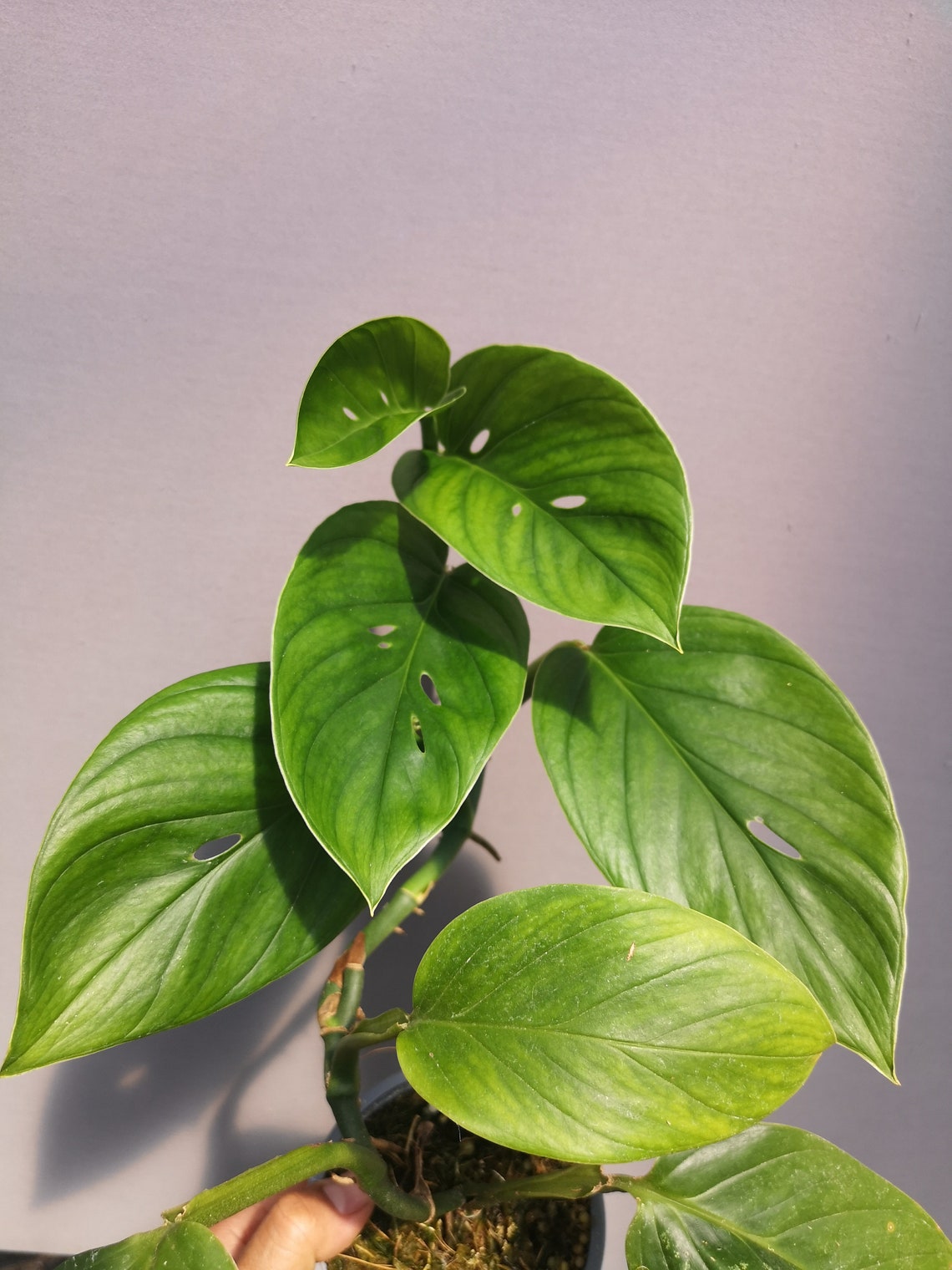Monstera Lechleriana - Etsy