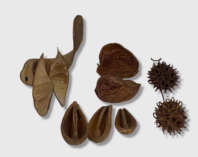 Assorted Nut/ Seed Pods for Bioactive Enclosures - Etsy