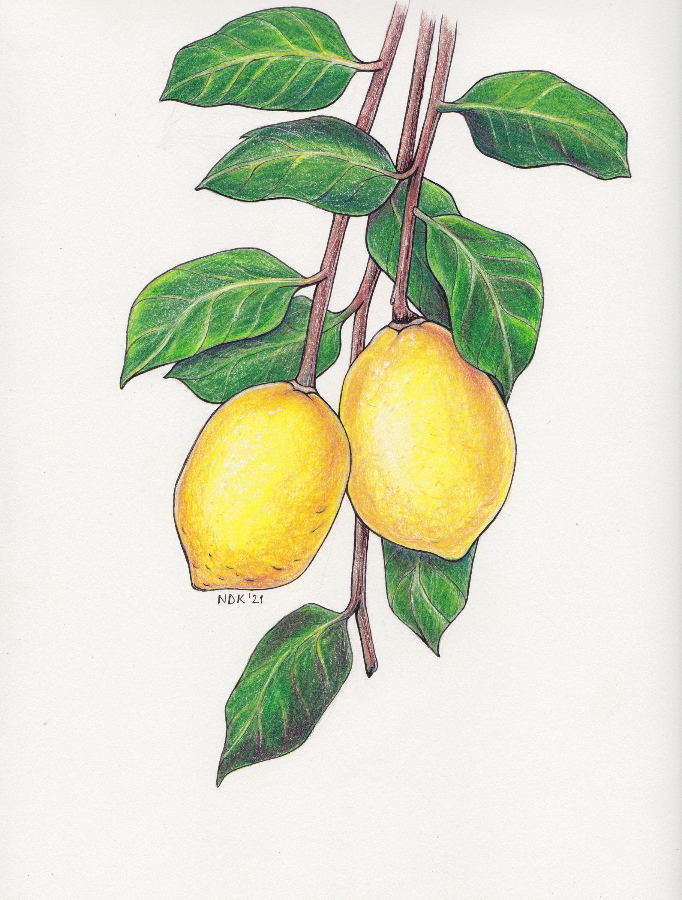 Lemon Tree Illustration - Original Artwork - Etsy
