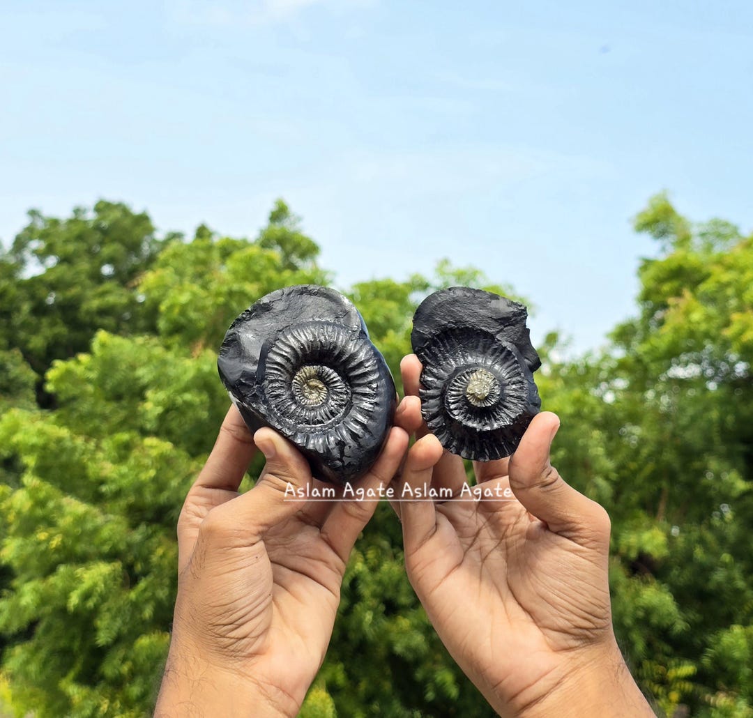 Natural Rare Ammonite Fossils (shaligram) | Black Shaligram ...