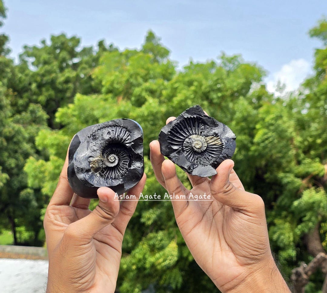 Natural Rare Ammonite Fossils (shaligram) | Black and Gold Shaligram ...
