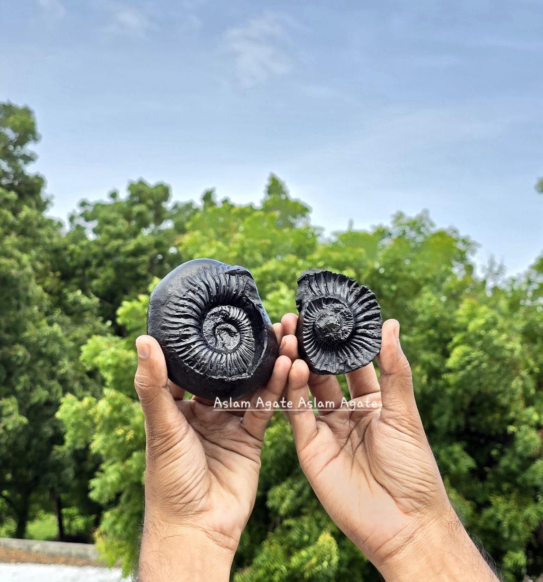 Natural Rare Ammonite Fossils (shaligram) | Black Shaligram ...