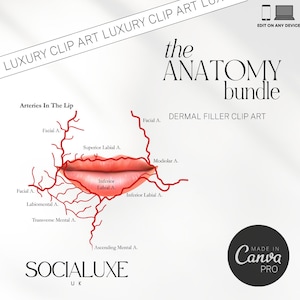Dermal Filler Lip Anatomy Clipart Bundle for Training Academy Social ...