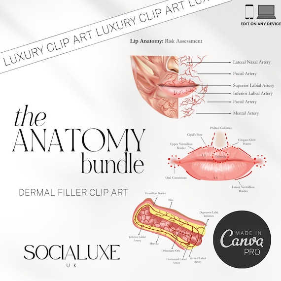 Anatomía Del Labio En Detalle Anatomía Humana