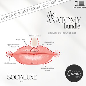 Lip Anatomy Clipart Bundle: Dermal Filler Training Graphics (PNG) - Etsy