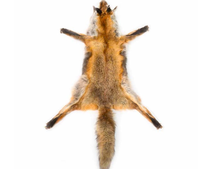 Genuine Red FOX SKIN - Whole Skin - Etsy