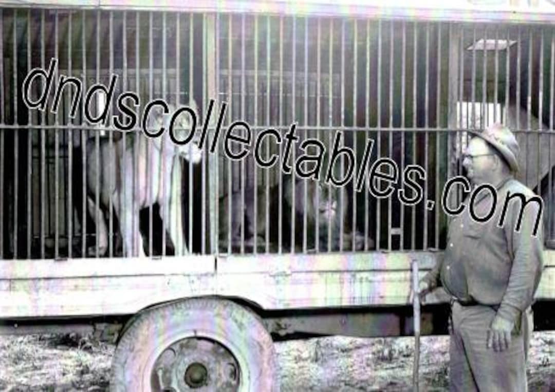 Lion / Tiger Scranton PA Zoo Delivery Photograph, Scranton PA 8x10 ...