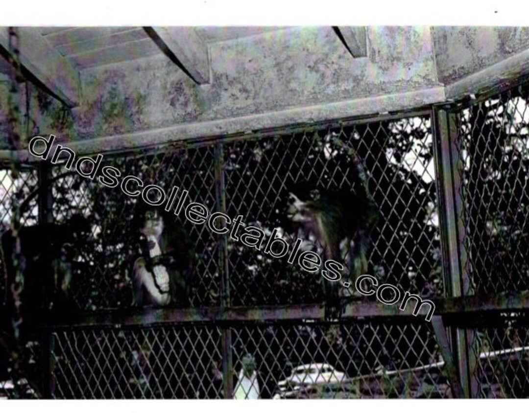 Vintage Late 1950's Photo of the Monkey's Cage at the Nay Aug Park Zoo ...