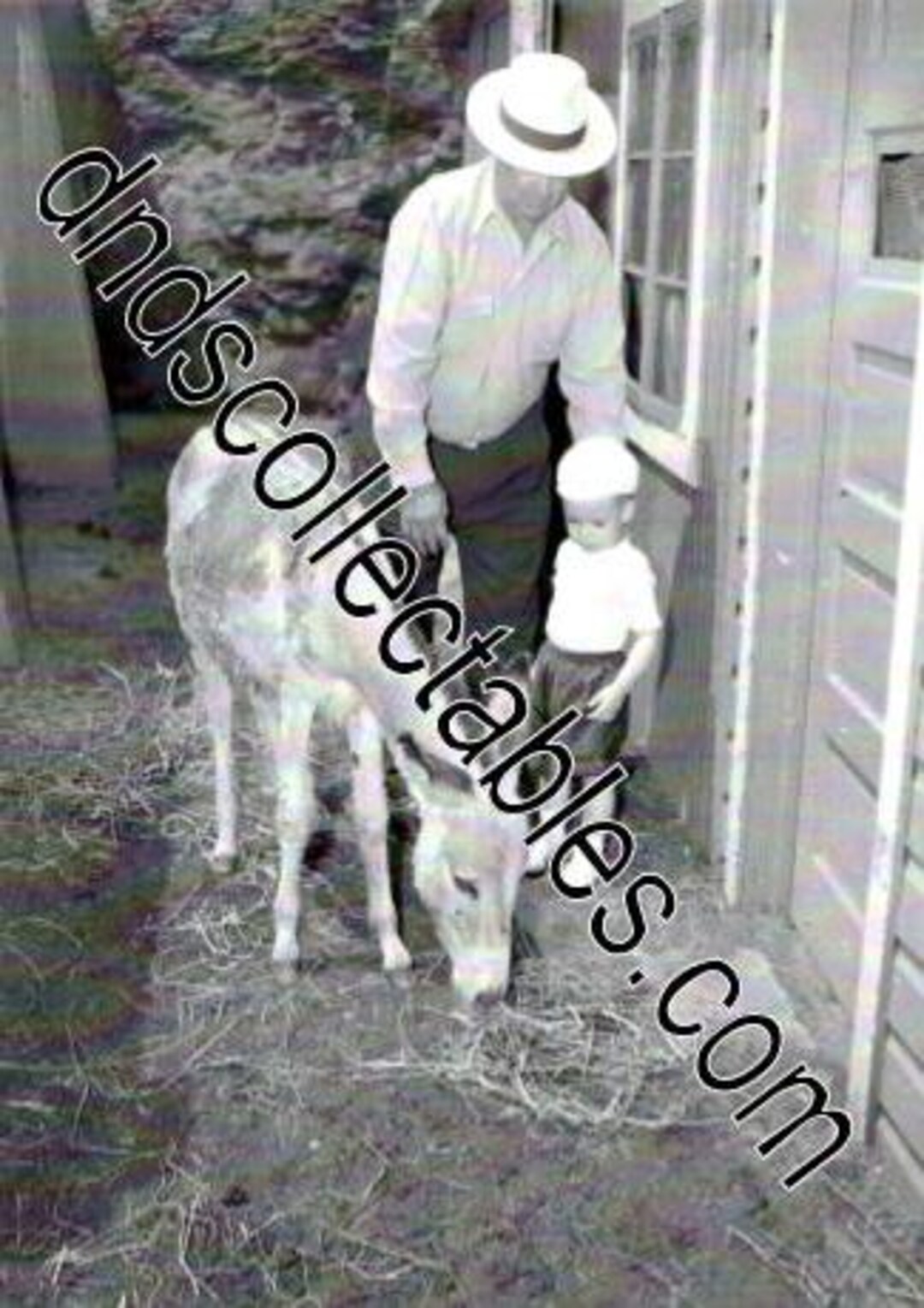 Man & Boy With Donkey at Nay Aug Park ZOO, Scranton PA 8x10 Premium ...