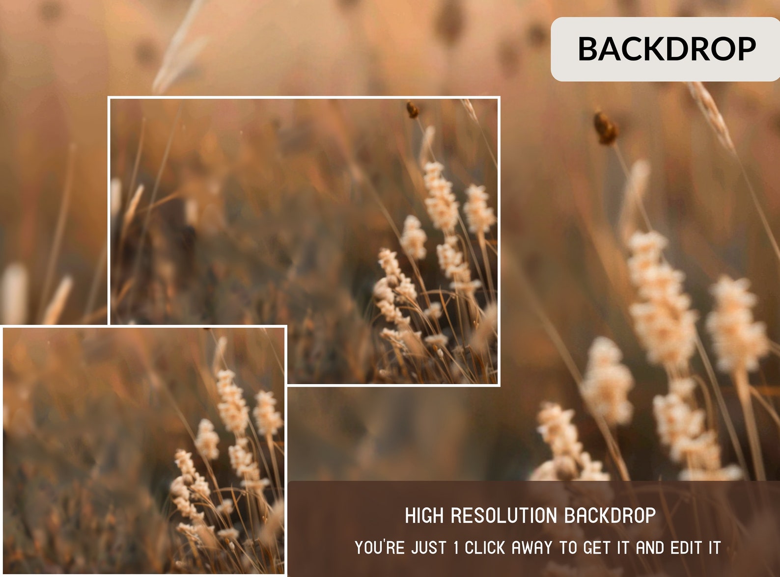 Wheat Field Digital Background, Golden Field, Summer, Fall, Muted Tones ...