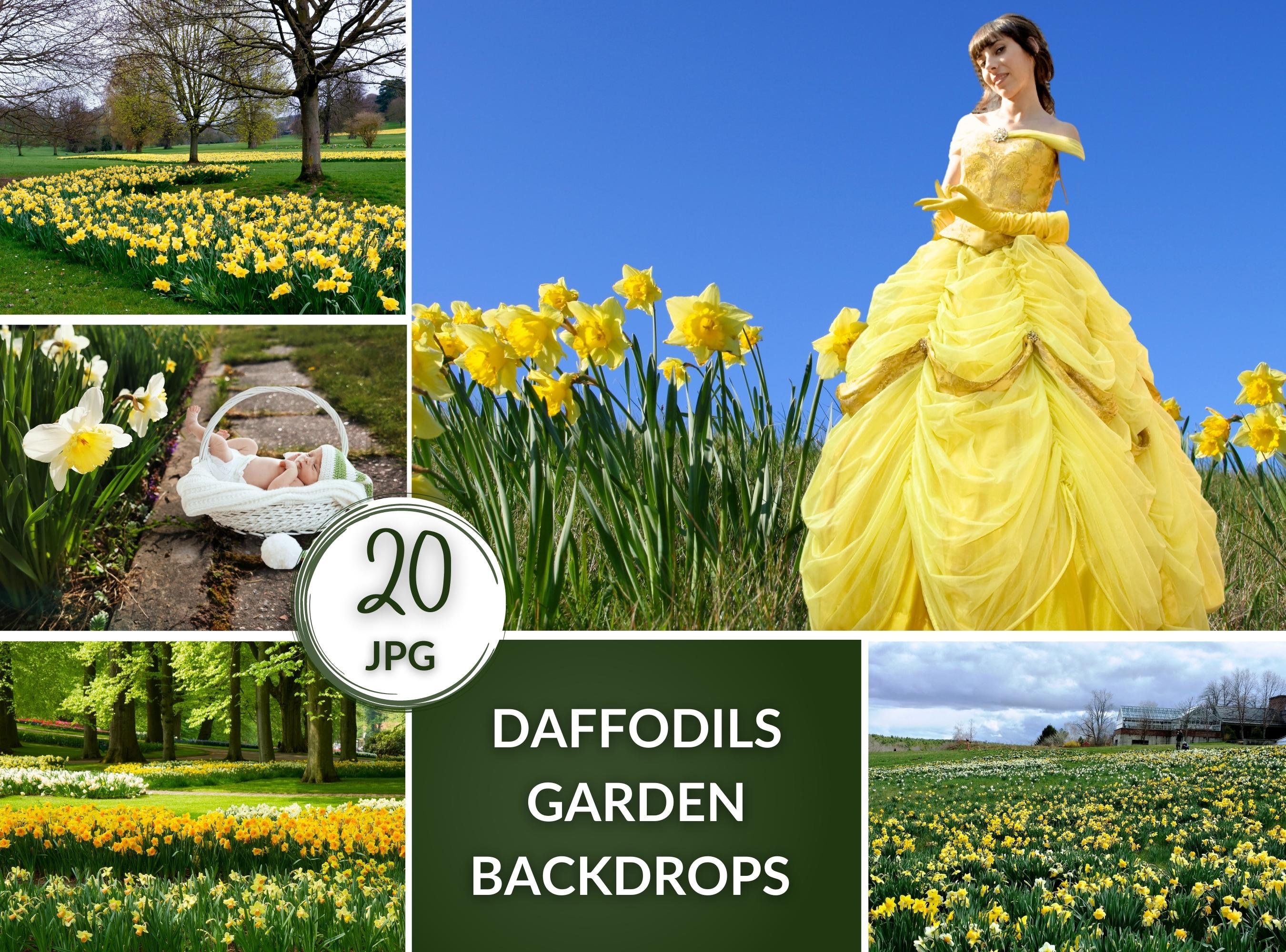 20 Daffodils Garden Backdrops, Digital JPG Photo Backgrounds With Green ...