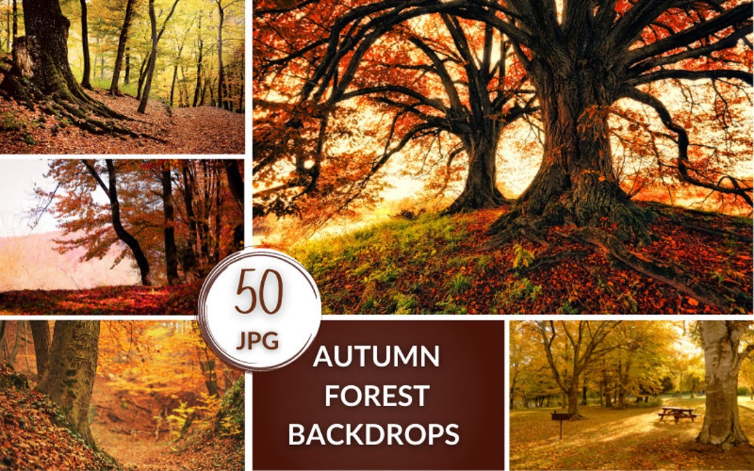 50 Autumn Forest Backdrops, Fall Digital Photoshop Overlay ,trees ...