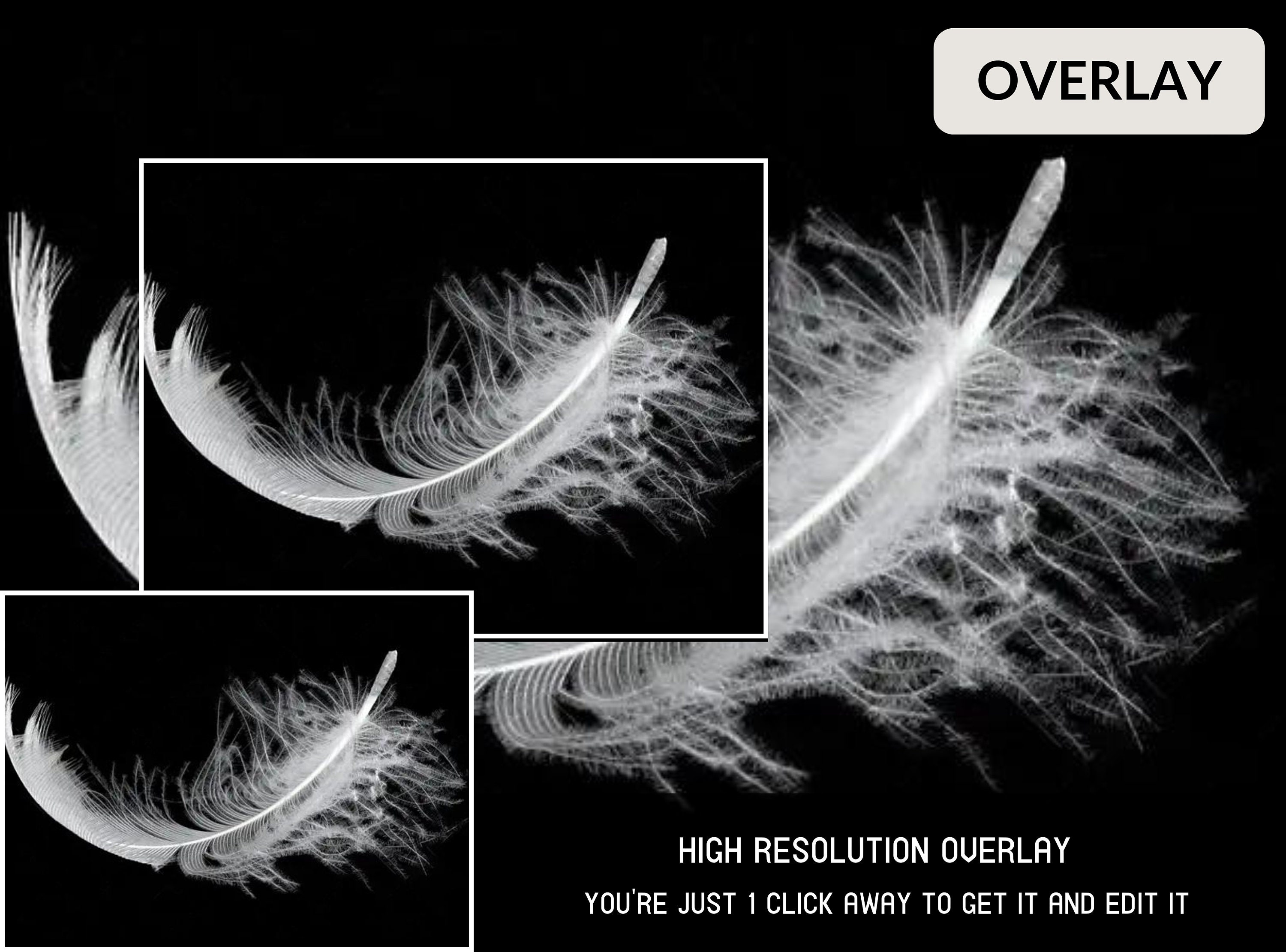 35 Falling Feather Overlays, White Feather, Summer Digital Overlay Pack ...
