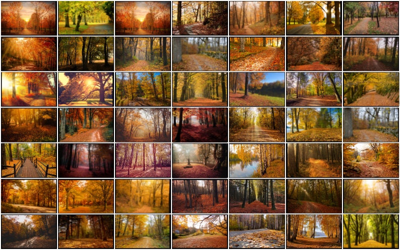 50 Autumn Track Backdrops, Fall Digital Photoshop Overlay ,trees ...