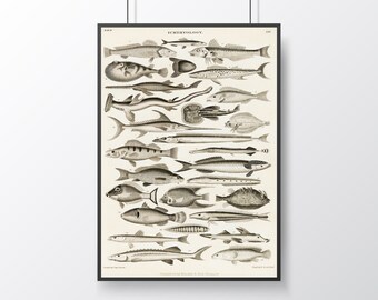 Fish Poster - Etsy UK