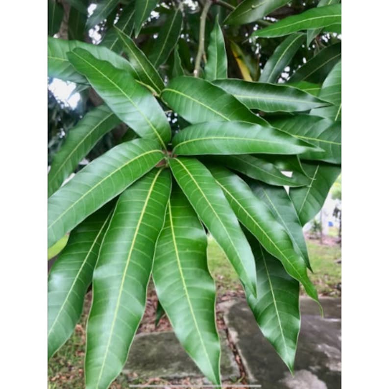 Get Ready to Feel the Benefits of Fresh Mango Leaves! - Etsy
