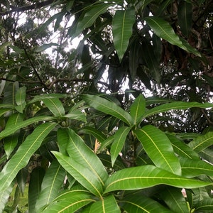 Get Ready to Feel the Benefits of Fresh Mango Leaves! - Etsy