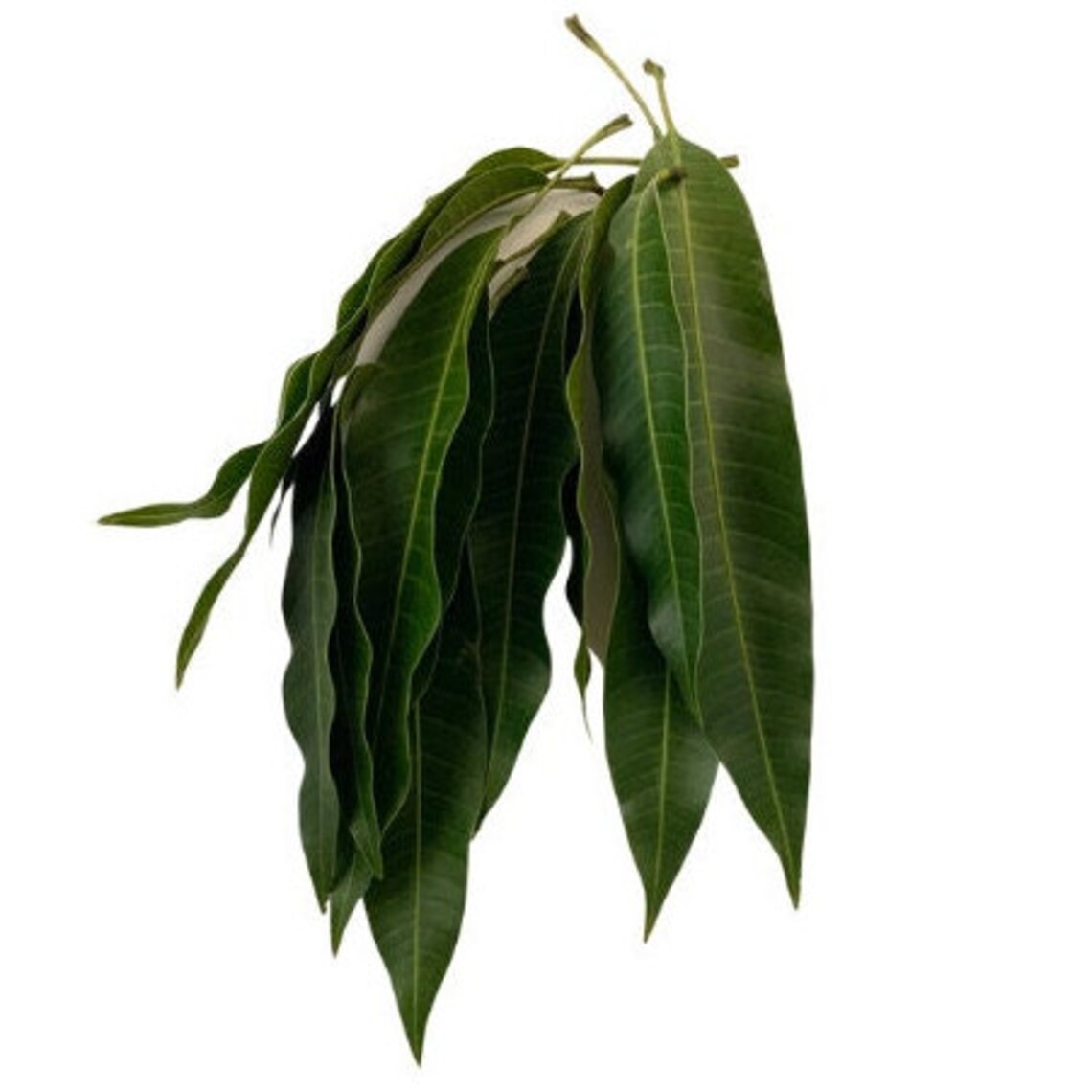 Get Ready to Feel the Benefits of Fresh Mango Leaves! - Etsy