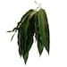 Get Ready to Feel the Benefits of Fresh Mango Leaves! - Etsy