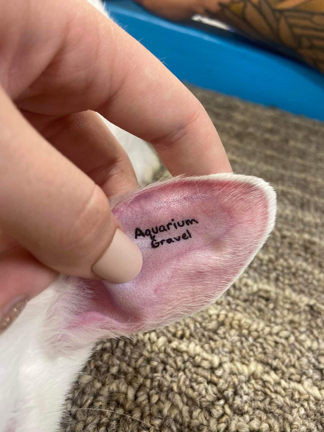 Complete Rabbit Tattoo Kit free Shipping - Etsy