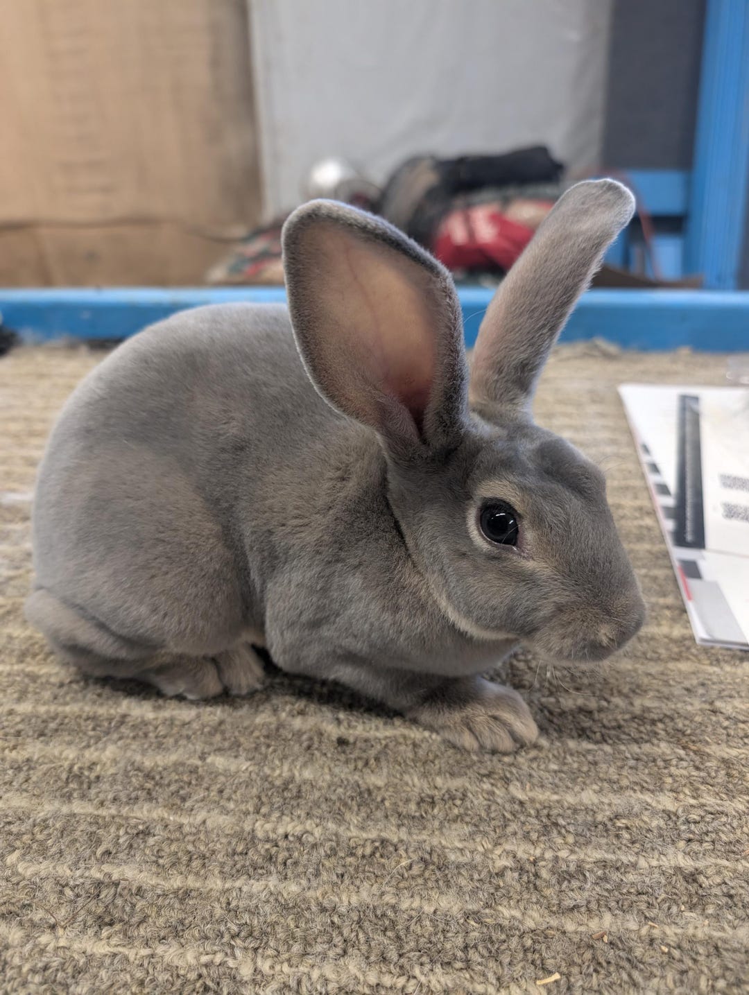 World's Best Fertilizer Rabbit Poop Tea free Shipping - Etsy