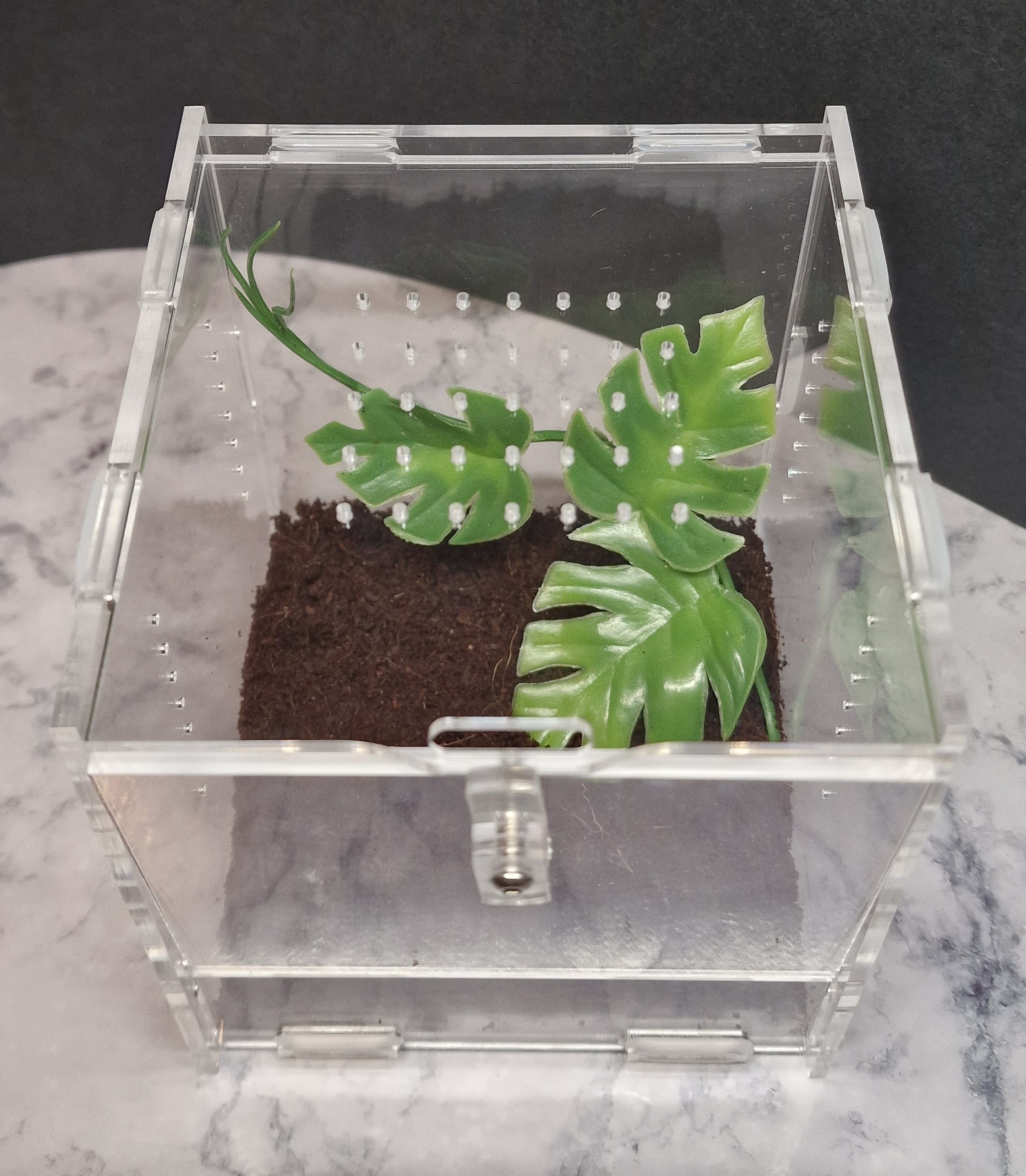 NFM Terrestrial Enclosure - Beetles/spiders/inverts Bioactive Terrarium ...