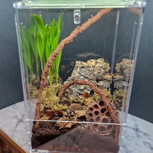 Praying Mantis Enclosures - Spiders/jumping Spiders/inverts Bioactive ...