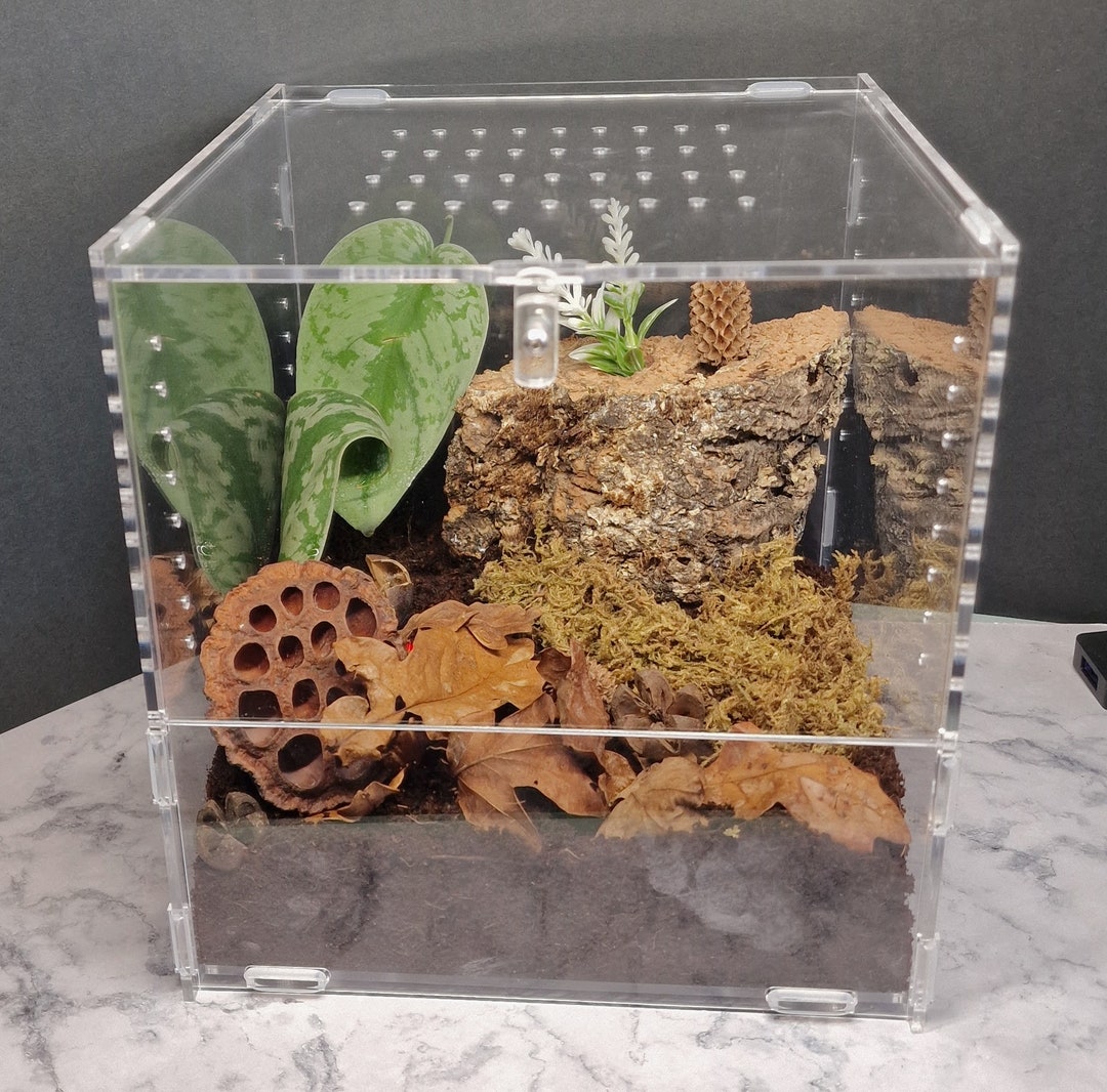 NFM Terrestrial Enclosure - Beetles/spiders/inverts Bioactive Terrarium ...