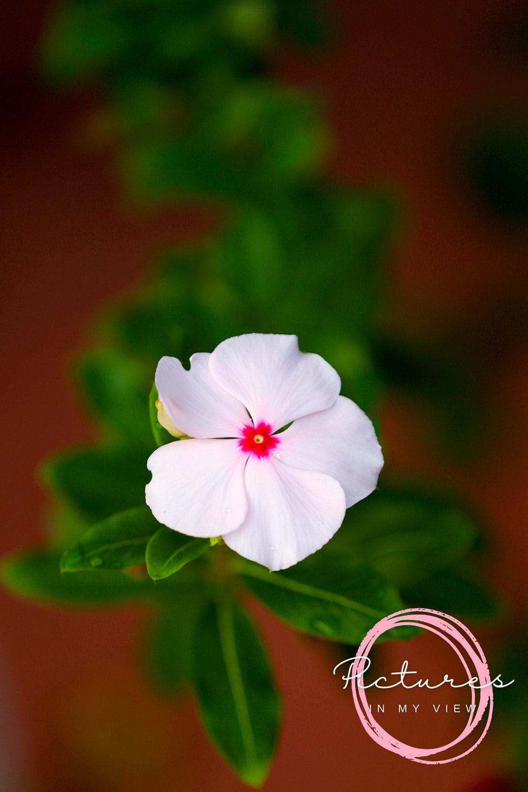 Madagascar Periwinkle | Flower Photography - Etsy