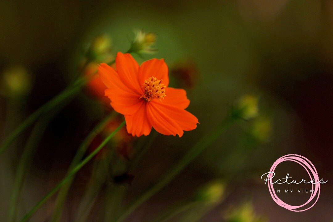 Sulfur Cosmos Bunch | Flower Photography - Etsy