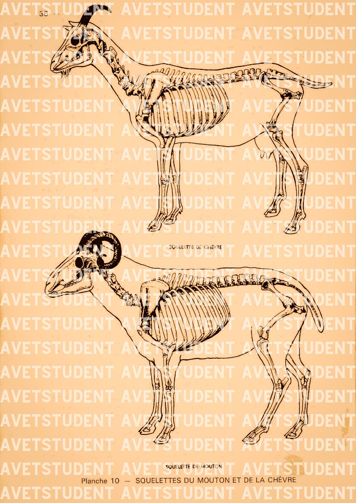 Vet Anatomy Set of 5 Printable Anatomy High Resolution No Coffee Stain ...