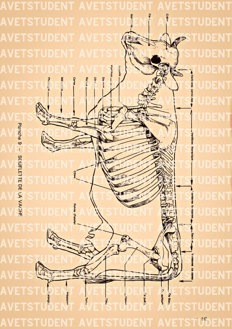 Vet Anatomy Set Of 5 Printable Anatomy high resolution no coffee stain ...