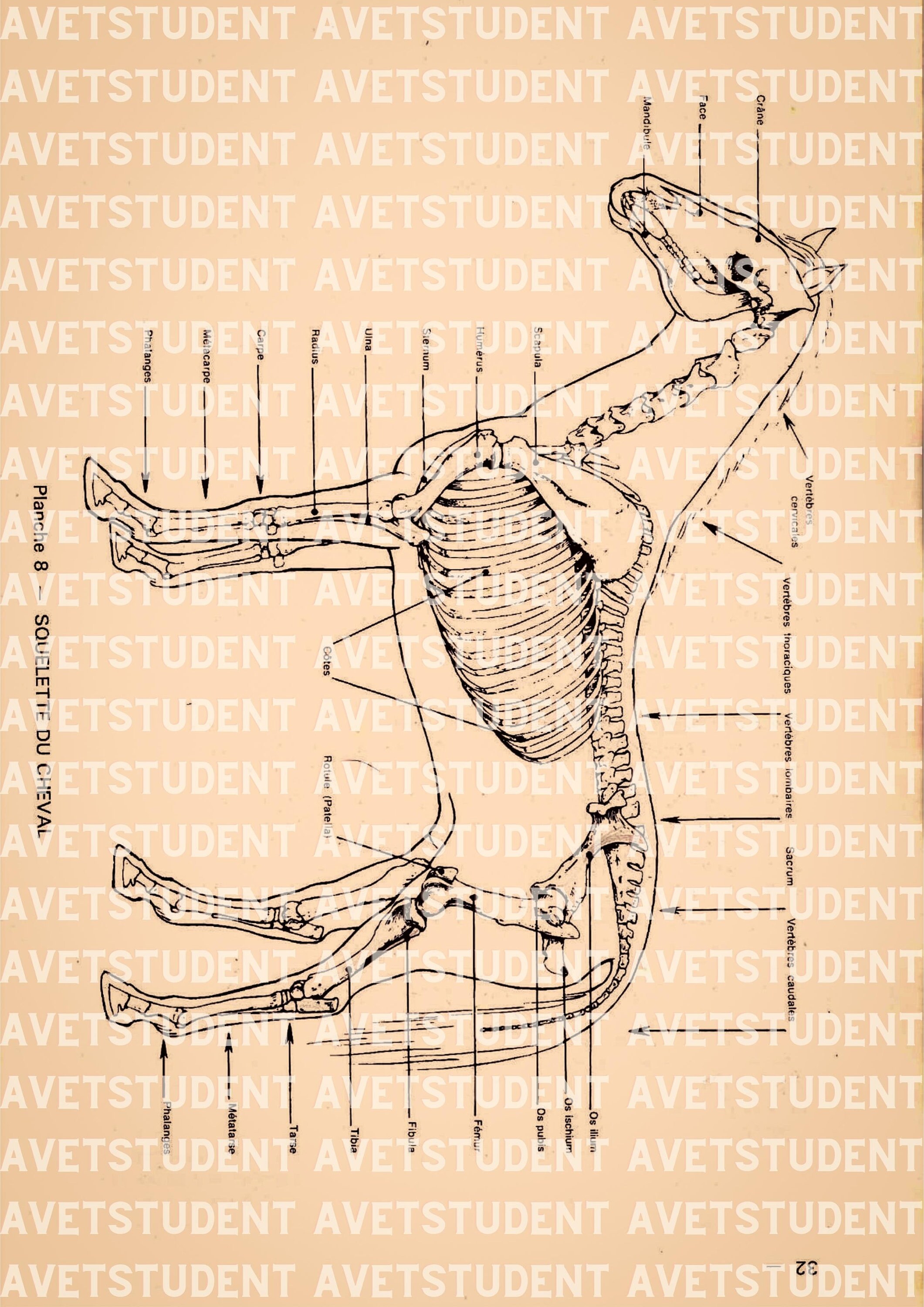 Vet Anatomy Set Of 5 Printable Anatomy high resolution no coffee stain ...