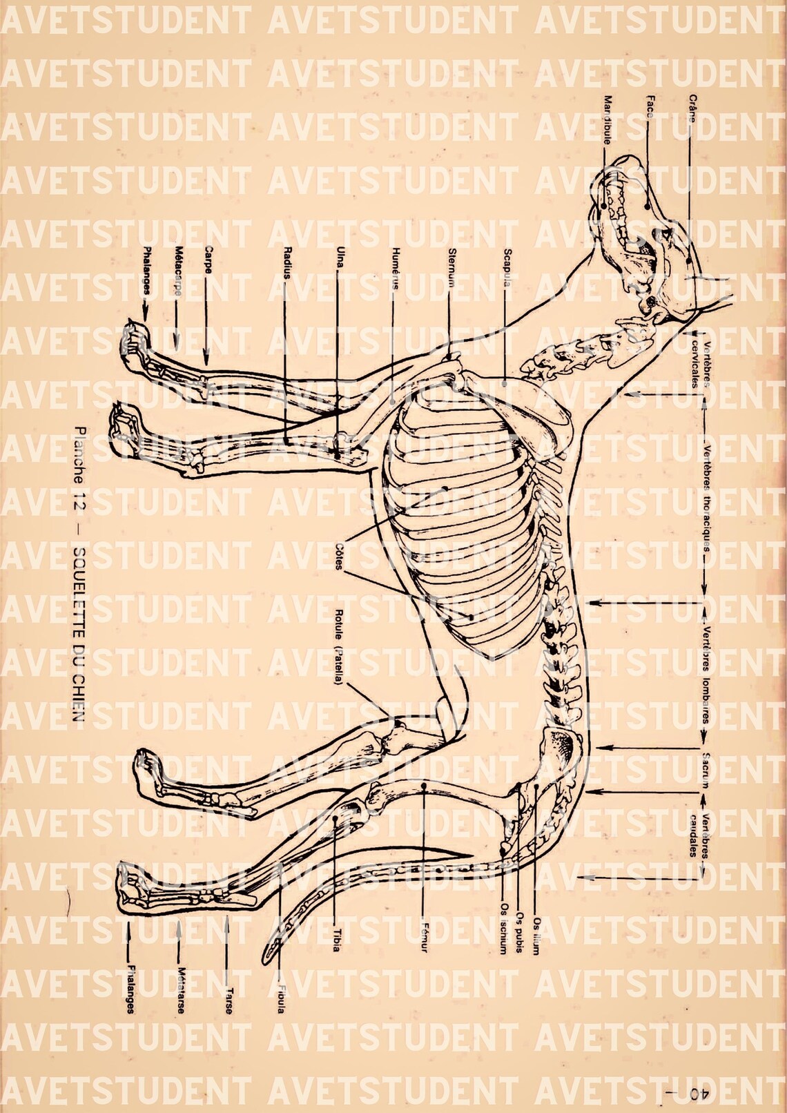 Vet Anatomy Set Of 5 Printable Anatomy high resolution no coffee stain ...