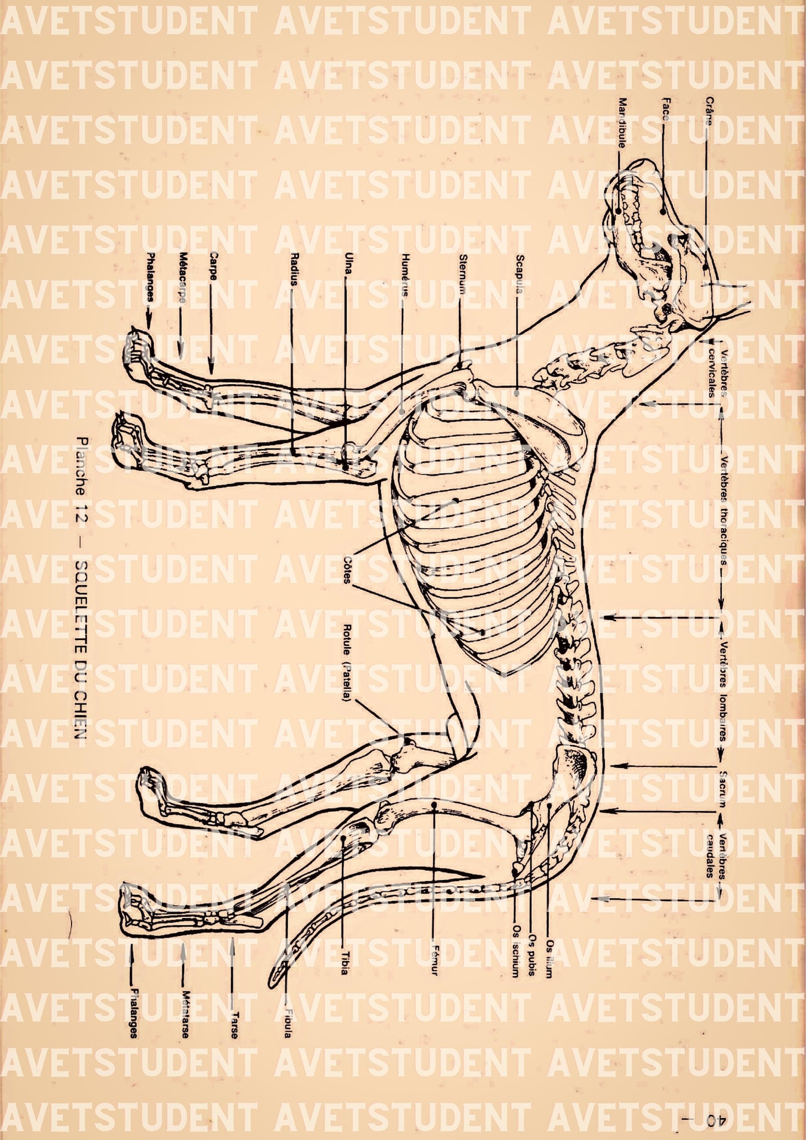 Vet Anatomy Set of 5 Printable Anatomy High Resolution No - Etsy