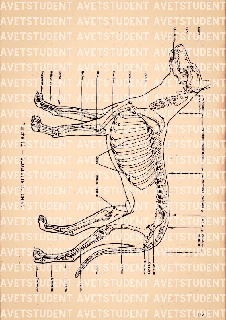 Vet Anatomy Set Of 5 Printable Anatomy high resolution no coffee stain ...